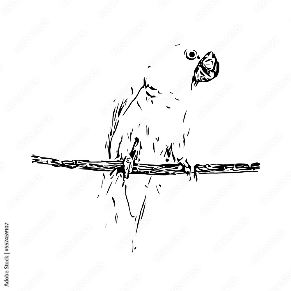 black and white drawing sketch of a bird with transparent background ...