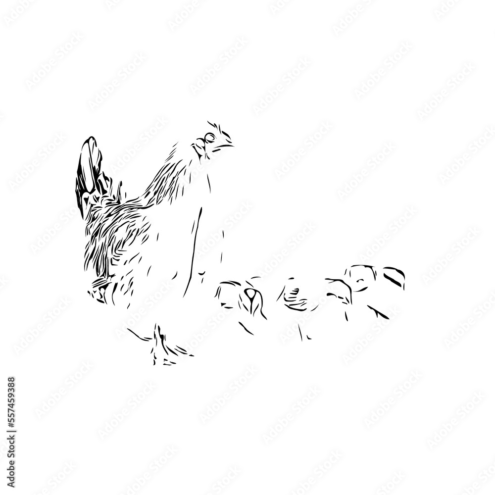 black and white drawing sketch of a chicken with transparent background ...