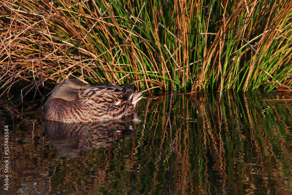 Beautiful Mallard Ducks on a lake at a nature reserve. This photo was ...