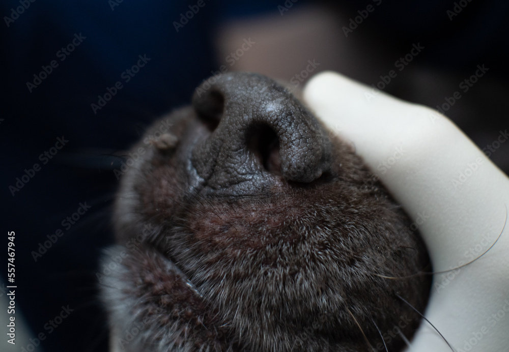 The veterinarian holds the dog's nose with a gloved hand and performs ...