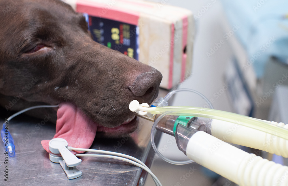 During surgery in dogs, anesthesia and oxygen are controlled using a ...