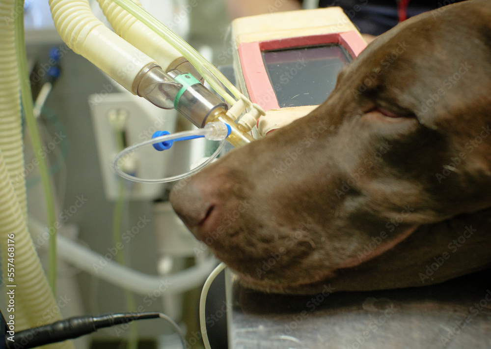 The dog sleeps on the operating table with a tube in the trachea for ...