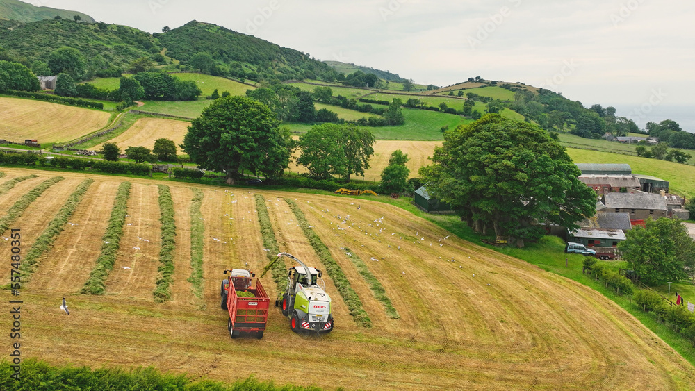 Claas Self Propelled Harvester lifting grass for Silage with a Massey ...
