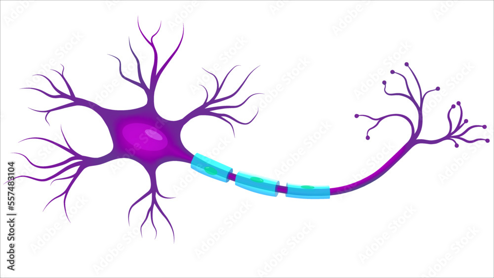 Neuron, Neurone, or Nerve Cell - Anatomy and Histology Nerve Cell ...