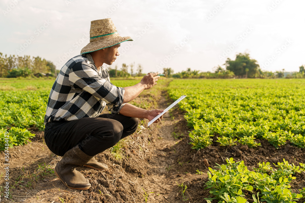 Smart farmers read or produce quality reports and insect bites on ...