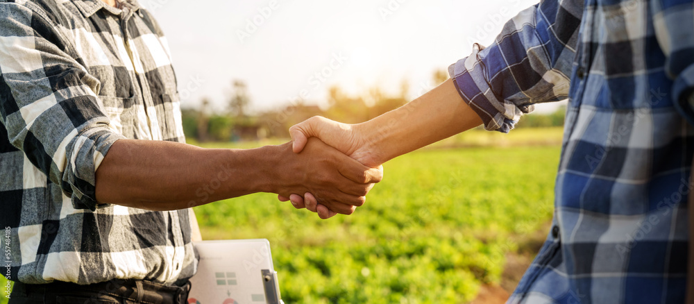 The concept of natural farming. Farmers hand touching the green leaves ...