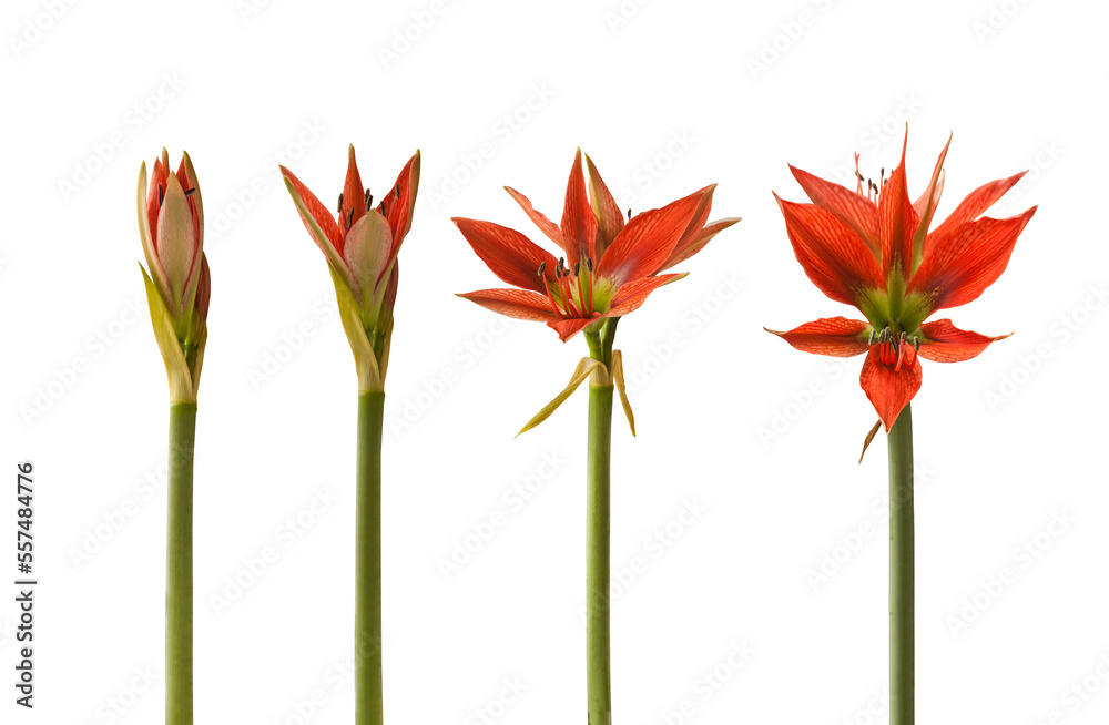 Stages of flower bloom coral and green species hippeastrum (amaryllis ...