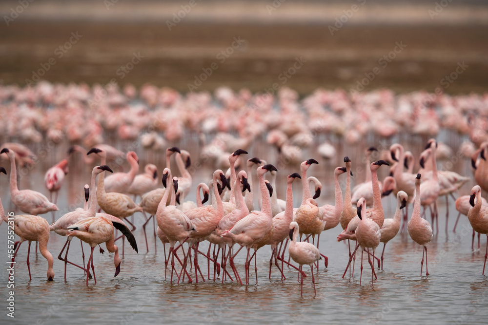 Lesser Flamingos at Amboseli national park, Kenya Stock Photo | Adobe Stock