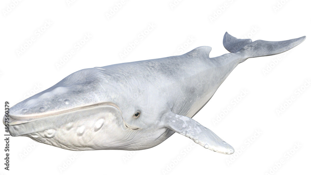Weisser, Wal, 3d, png, fisch, weiß, isoliert, grau, raubtier Stock ...