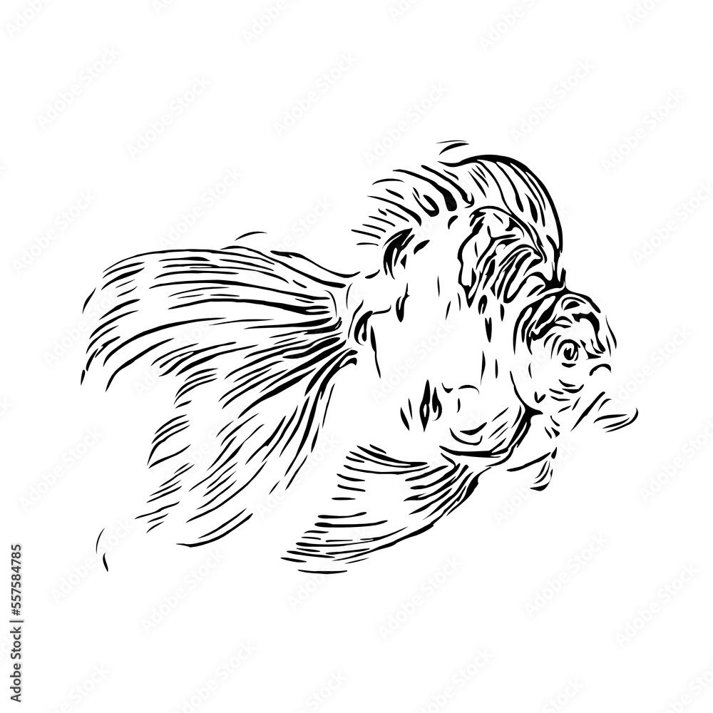 black and white drawing sketch of a fish with a transparent background ...