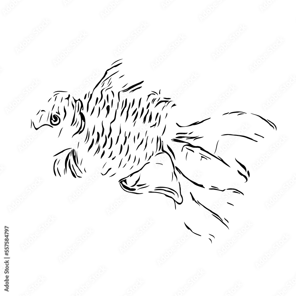 black and white drawing sketch of a fish with a transparent background ...