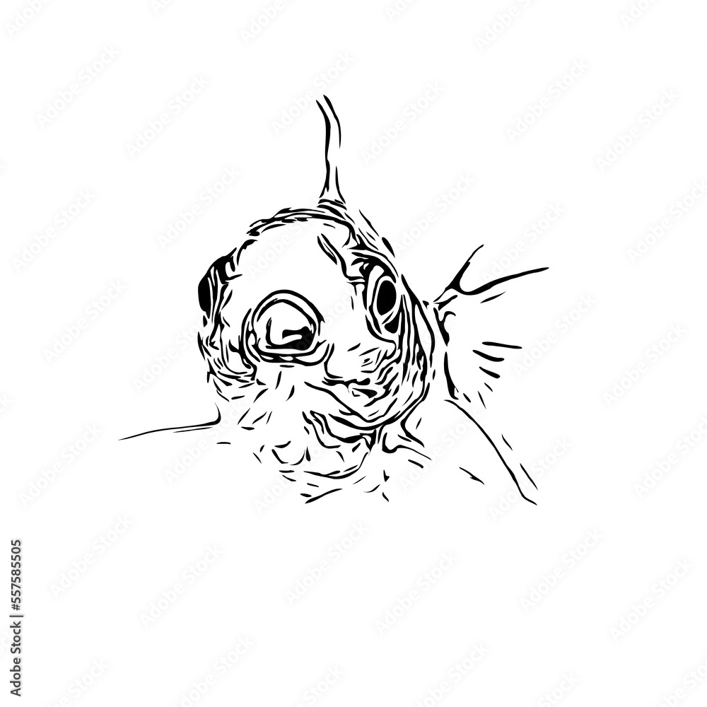 black and white drawing sketch of a fish with a transparent background ...