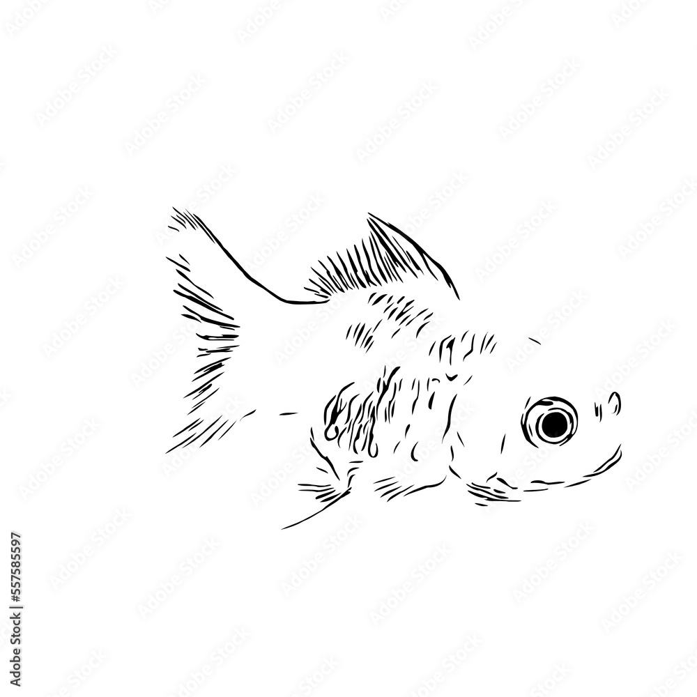 black and white drawing sketch of a fish with a transparent background ...