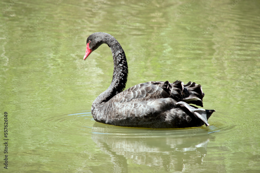 the black swan is a medium sized black bird with a red beak and red eye ...