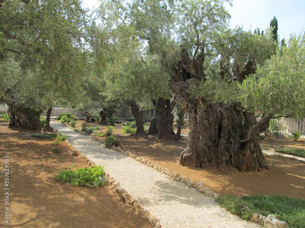 Photo of ancient Olive trees growing along a pathway through the Garden ...