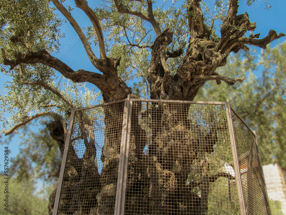 Foto Stock Ancient Olive trees growing along a pathway through the ...