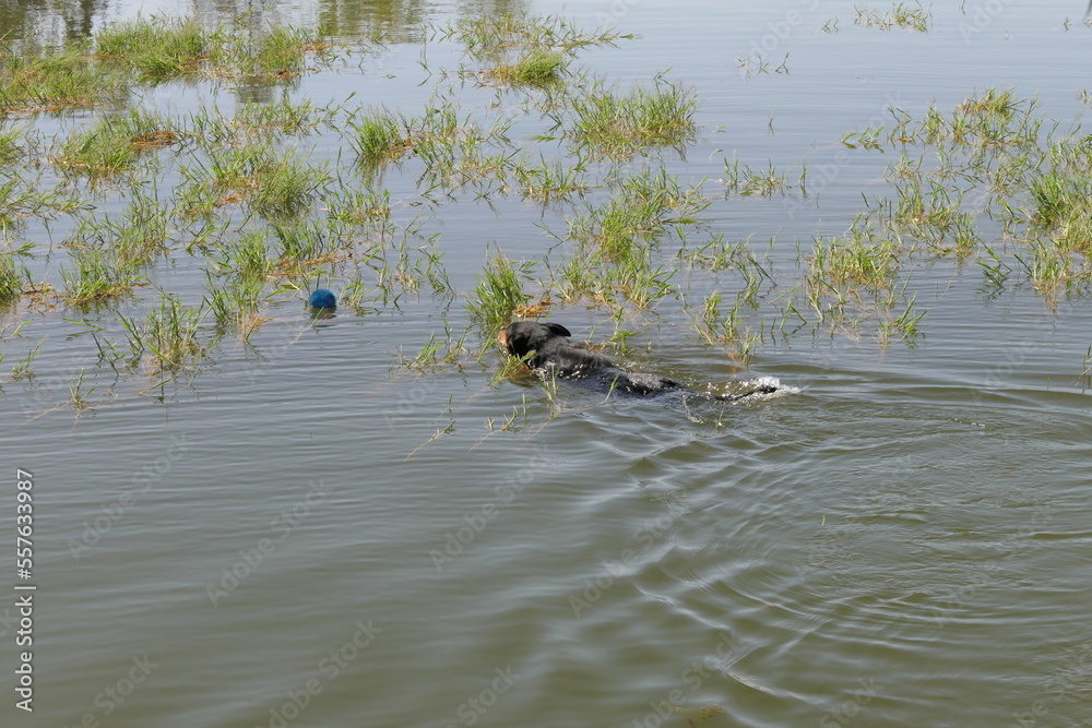Australian Kelpie retrieving a ball in a fresh water lake ภาพถ่ายสต็อก ...