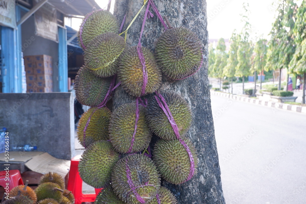 Durian fruit hanging from a tree trunk is sold on the public roadside ...