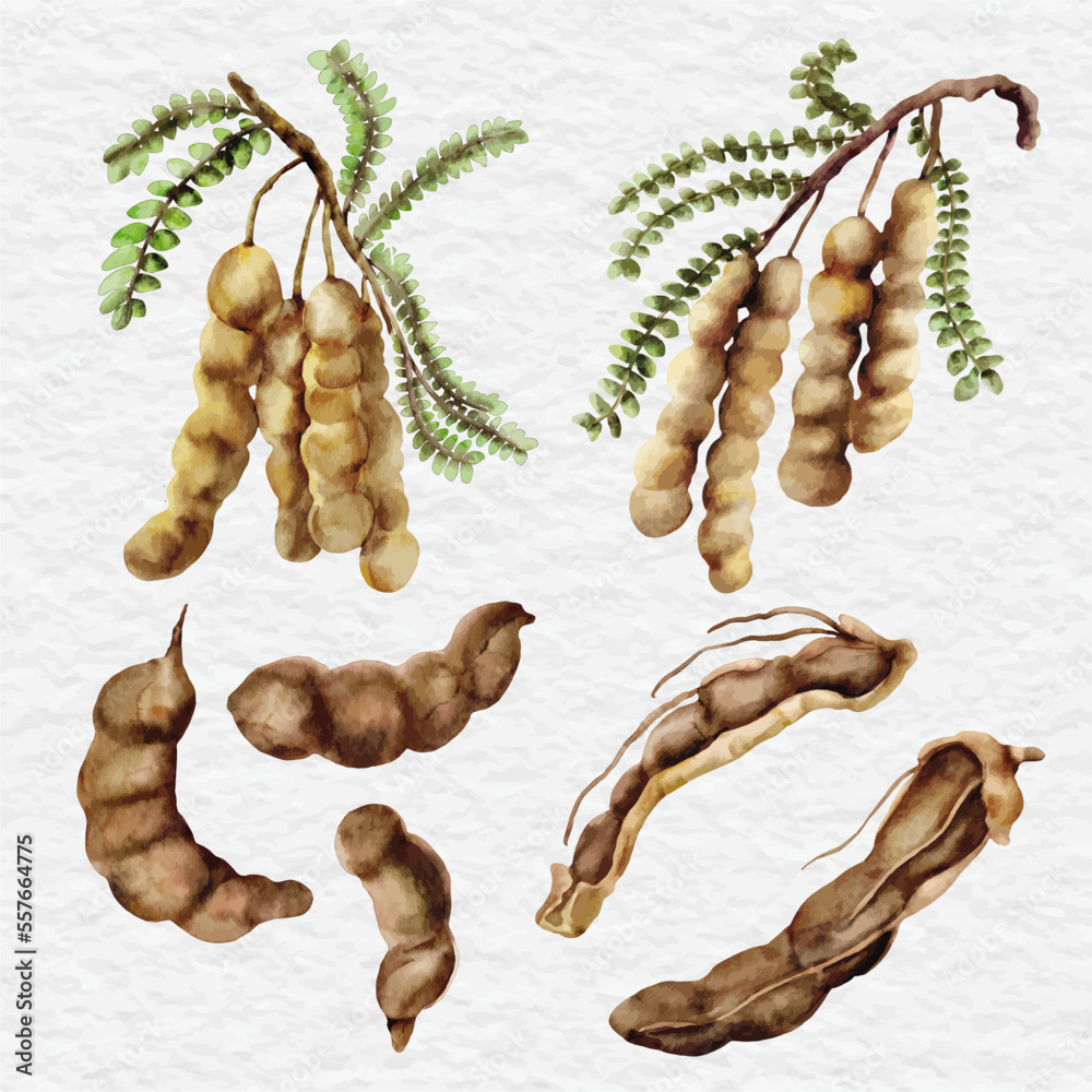 watercolor tamarind element clip art Stock Vector | Adobe Stock