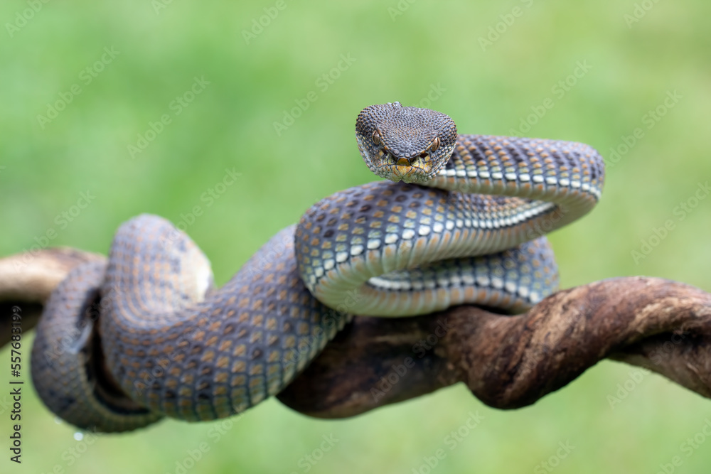Black mangrove pit Viper closeup on branch, Black solid Pit Viper ...