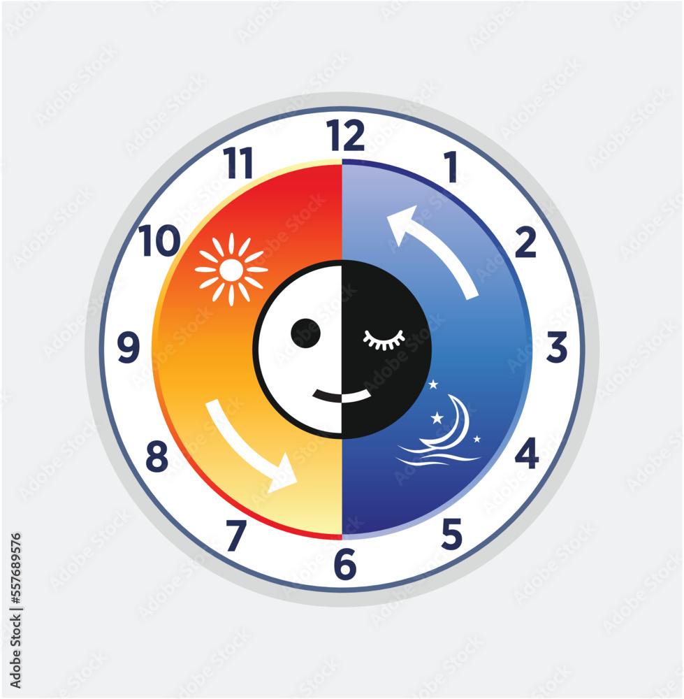 An overview of sleep-wake cycles and the circadian rhythm: daytime and ...