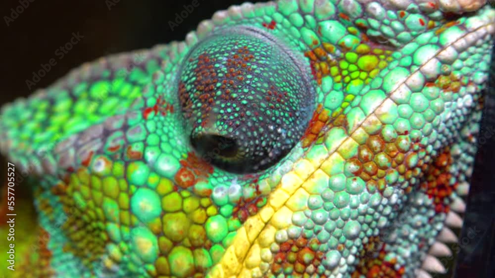The graceful chameleon (Chamaeleo gracilis), multi-colored chameleon in ...