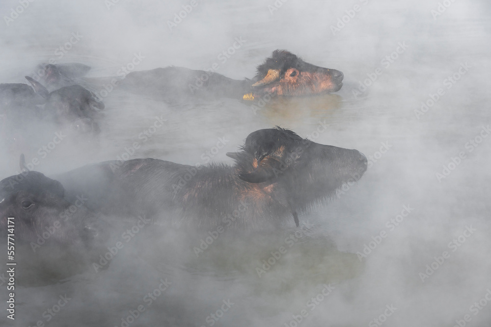 Animals are taking bath with boys at geothermal pool in Bitlis Province ...