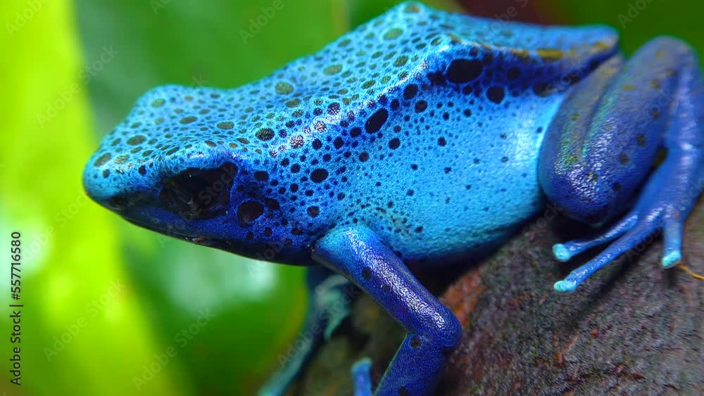 The blue poison dart frog or blue poison arrow frog (Dendrobates ...