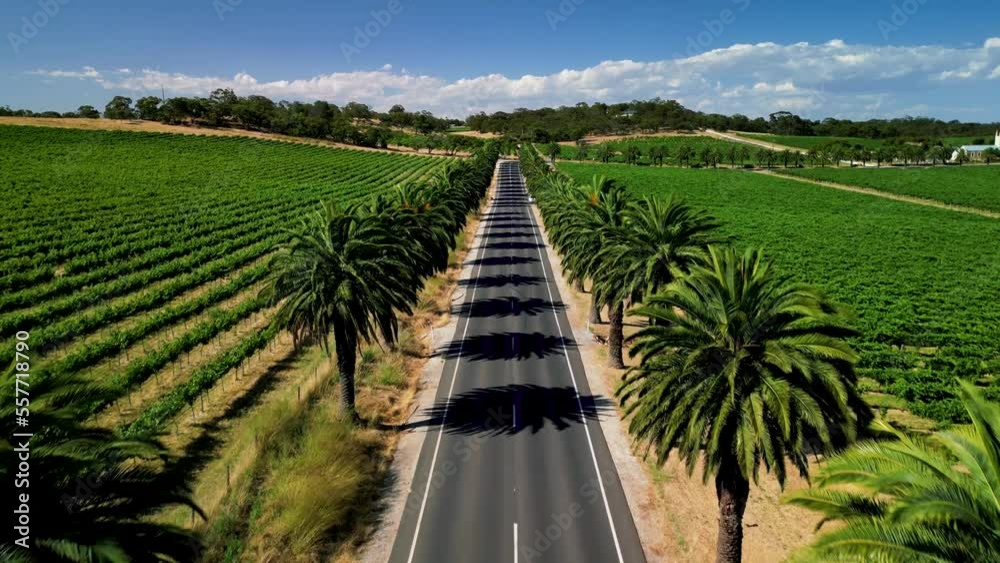 Seppeltsfield Road Lined With Palm Trees In Barossa Valley. Adelaide ...