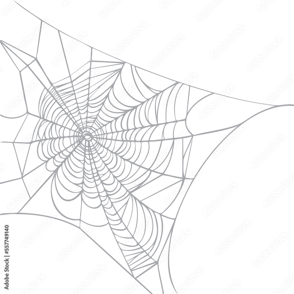 Spider web isolated on white background. Realistic hand drawn line ...