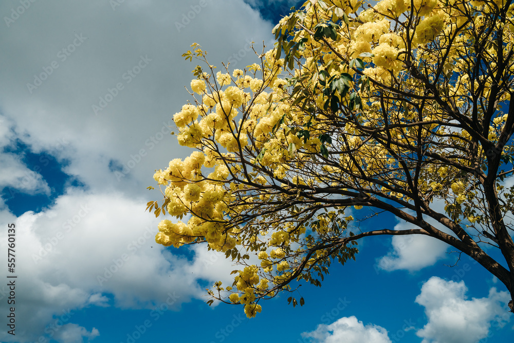 Golden tree or yellow tabebuia. Other names are Sirindhorn yellow ...