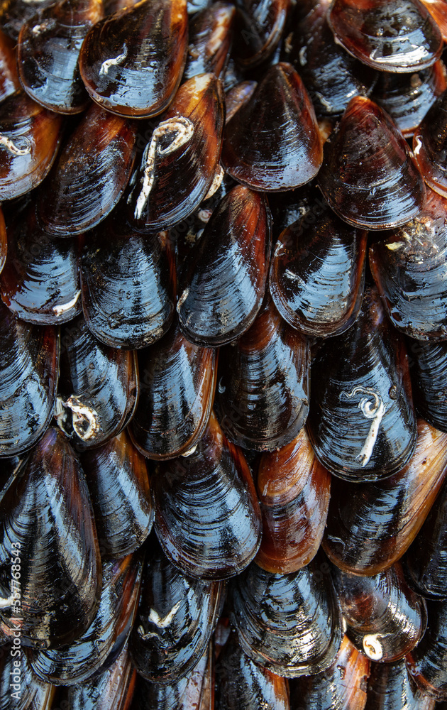 Mussels Background as a raw mussel seafood symbol as a fresh shellfish ...