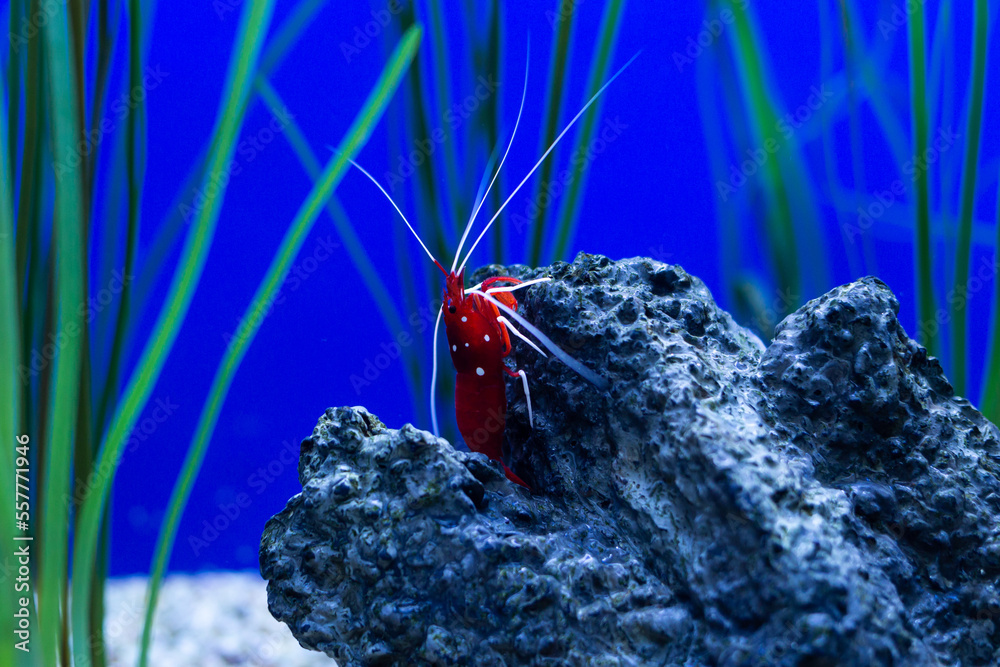 Selective focus view of striking Blood Red Fire Shrimp standing in ...