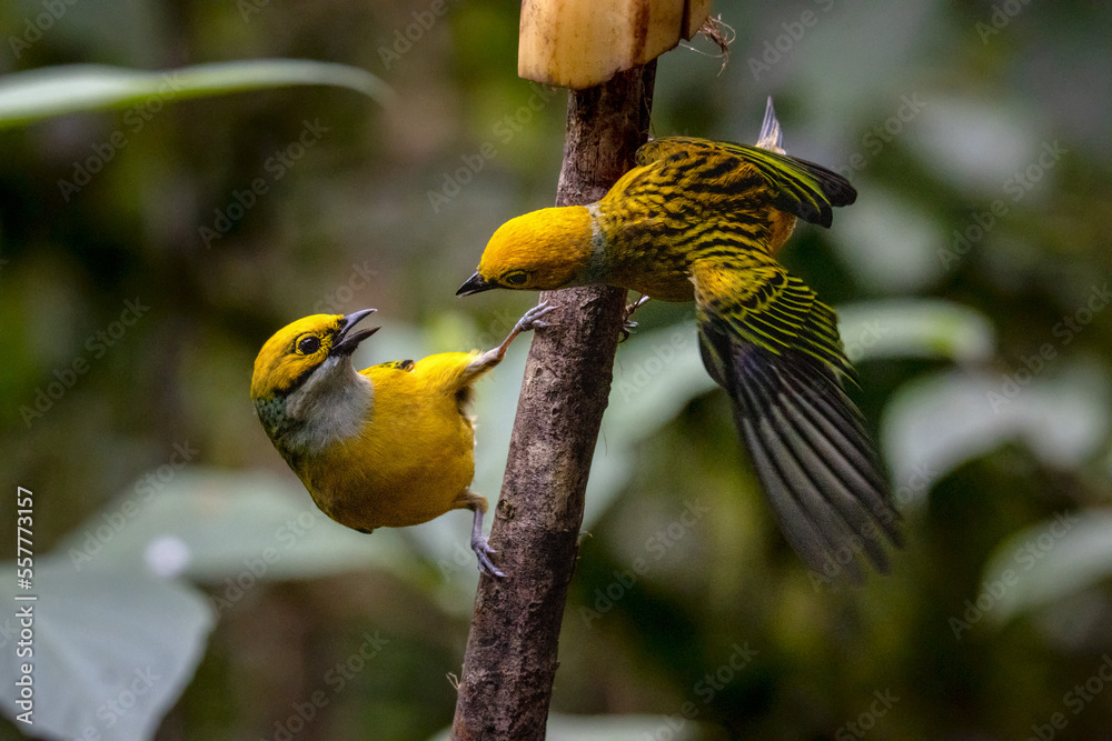 speckled tanager, silver tanager, Bay headed tanager during summer ...
