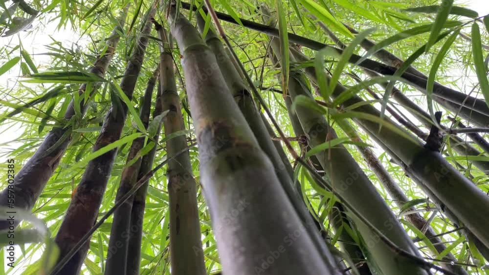 close up and low view of bamboo tree trunks and leaves blowing in the ...