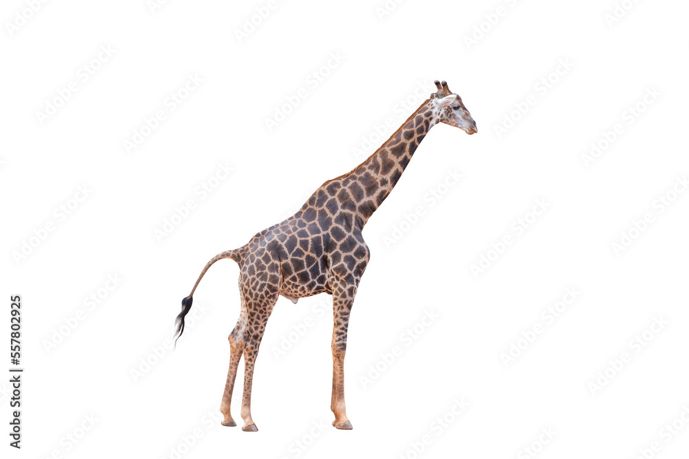 Foto Stock Somali Giraffe, commonly known as Reticulated Giraffe ...
