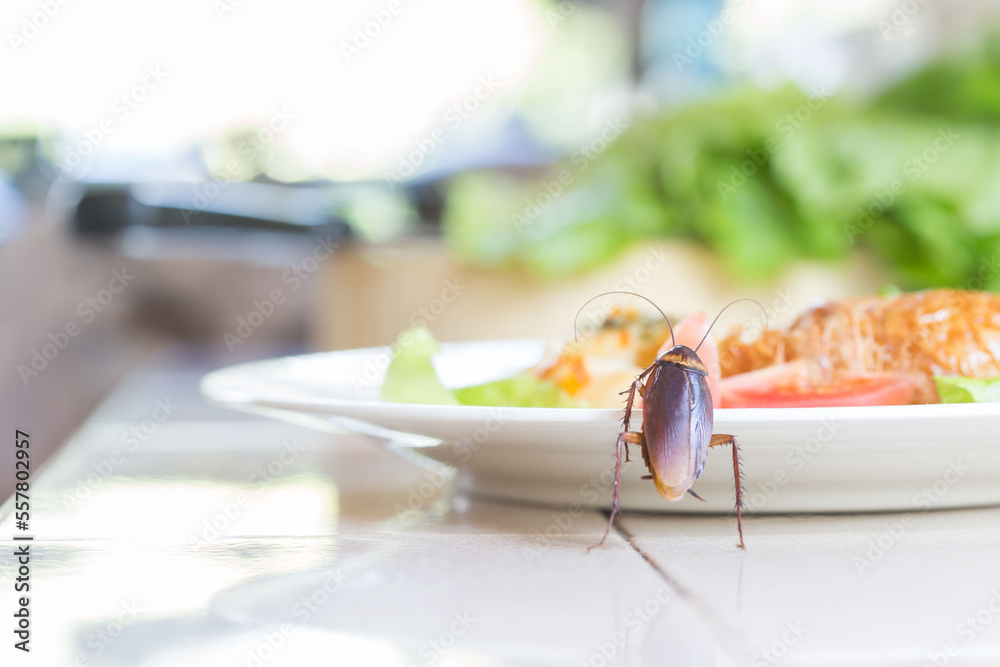 The problem in the house because of cockroaches living in the kitchen ...