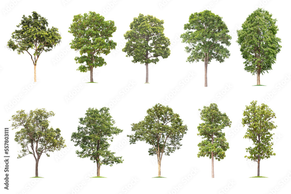 isolated big tree on White Background. The collection of trees ...
