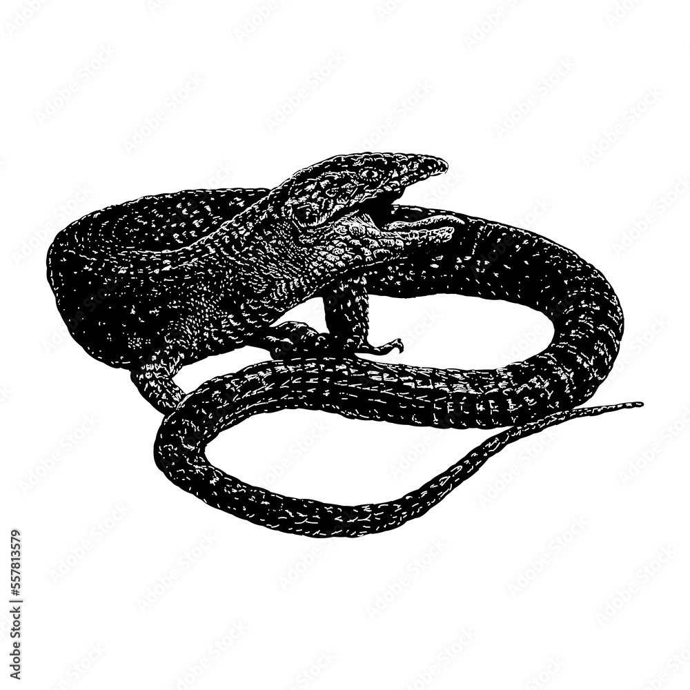 Northern Alligator Lizard hand drawing. Vector illustration isolated on ...