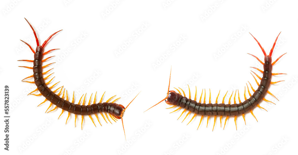 collection, centipede (Scolopendra sp.) Giant centipede isolated on ...
