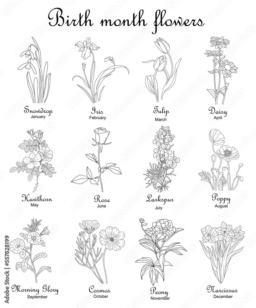 Birth month flowers Set. Line art illustrations on transparent ...