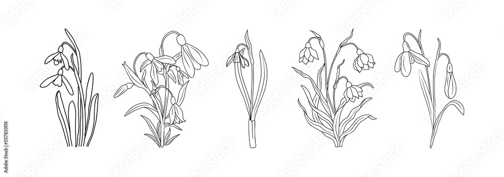 January Birth month flower Snowdrop. Botanical Line art vector ...