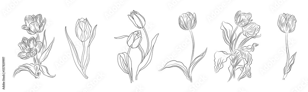 Tulip March Birth month flower set. Botanical Line art illustration on ...