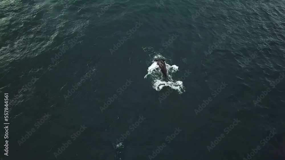 A whale in Iceland from a bird's eye view. View from above. The whale ...