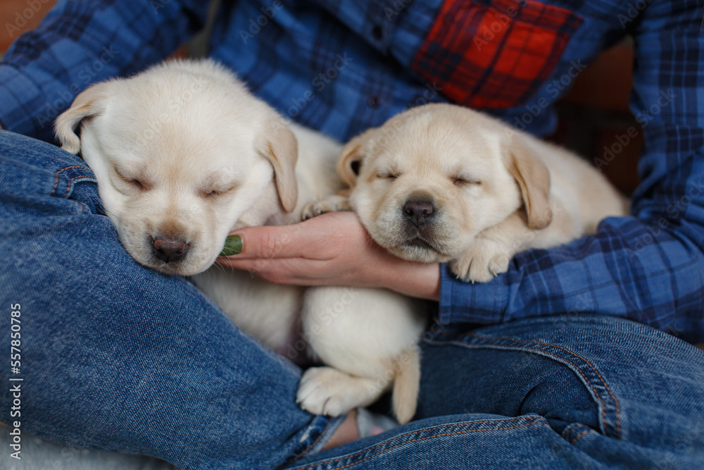 Golden Retriever Puppies Cuddling