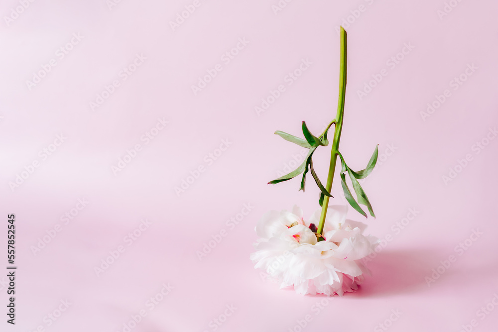 Pink peony flower standing upside down on pink background. Floral card ...