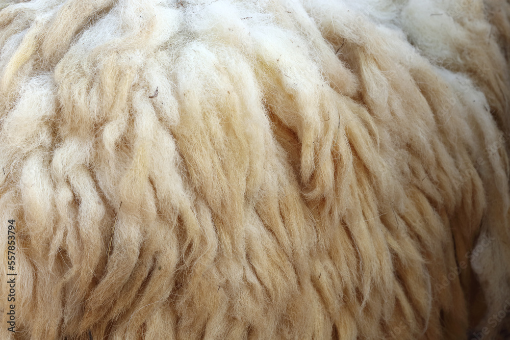 Sheep Wool. Close up of raw sheep wool in natural color mess and dirty ...
