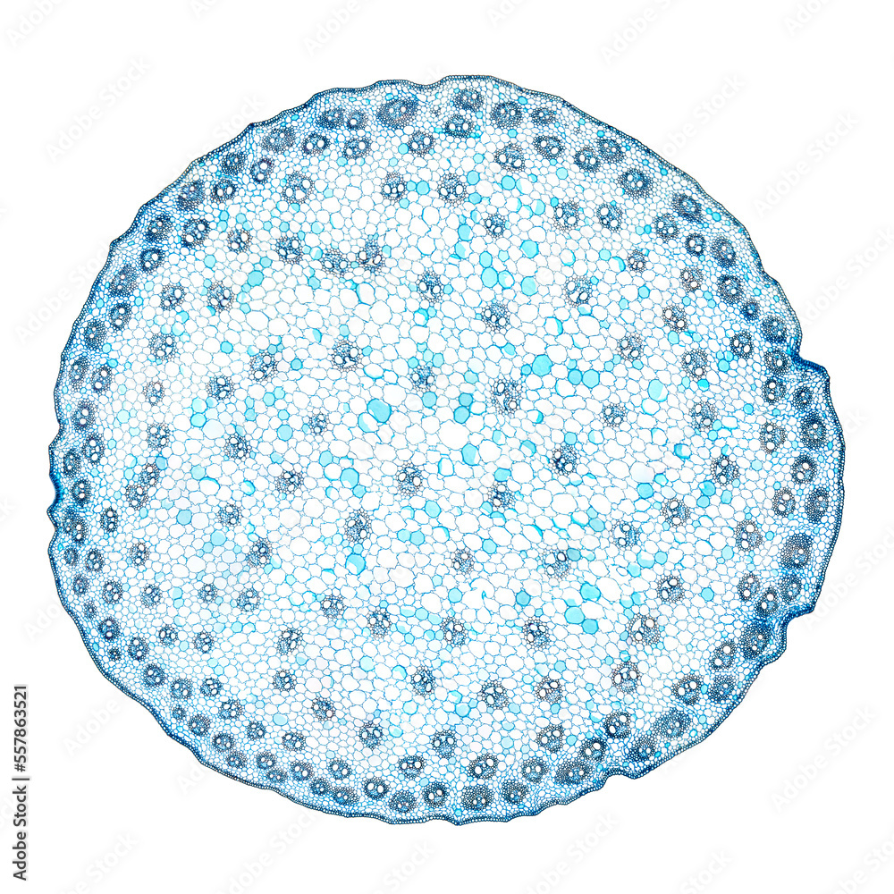 Zea stem, maize stem, cross section, 20X light micrograph. Stem of the ...