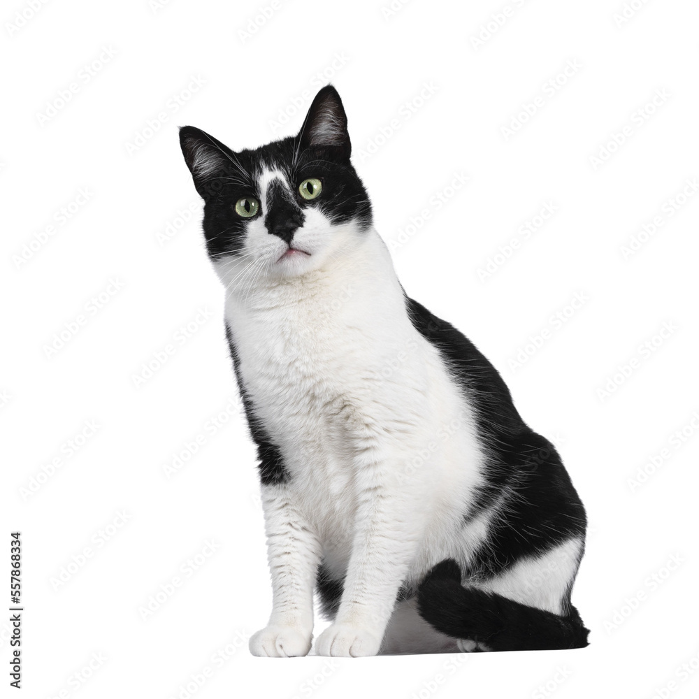 Cute black and white house cat, sitting side ways. Looking at camera ...