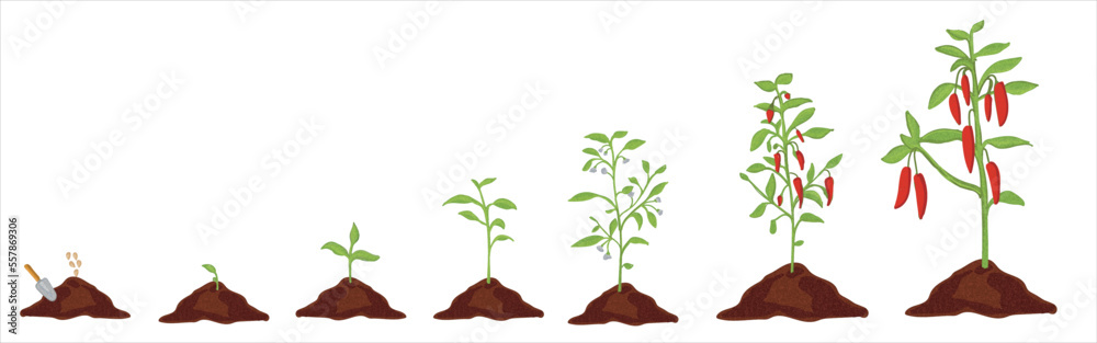 Growth stages of green pepper plant. Green pepper growing stages vector ...